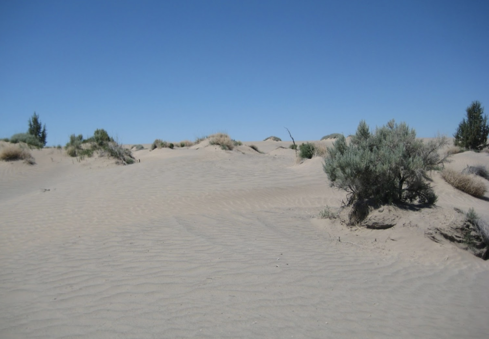 The Best Ohv Trails In Oregon Treadworld