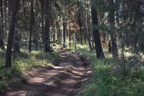 The Best OHV Trails in Oregon | Treadworld